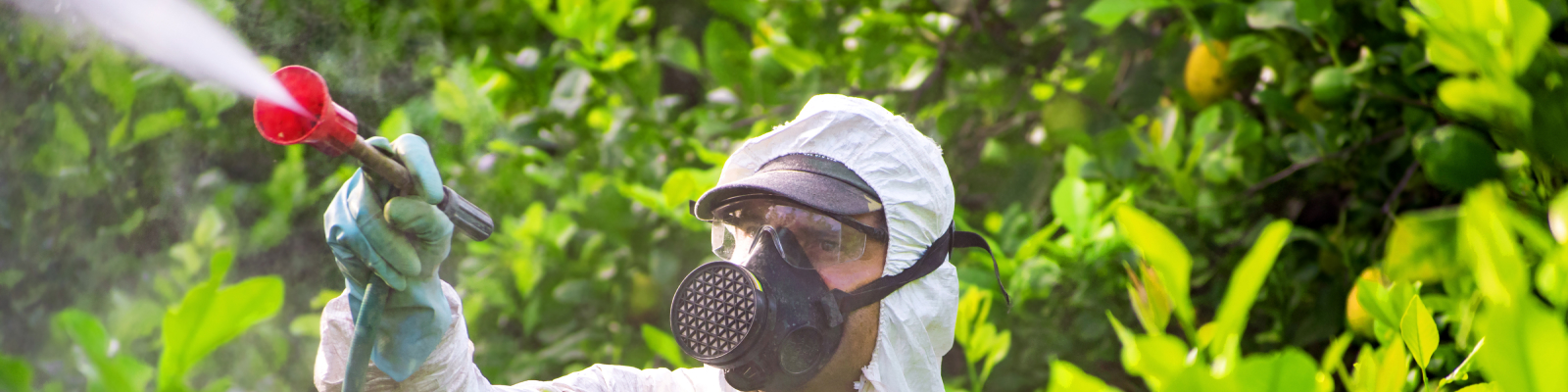 Eco-Friendly Pest Control Methods | Green Home Pest Control