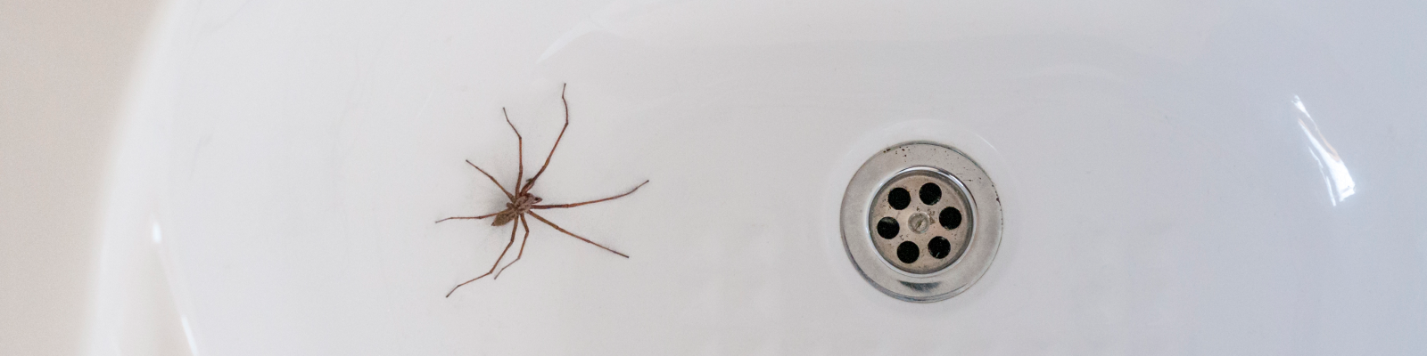 Phoenix Spider Prevention Guide | Green Home Pest Control