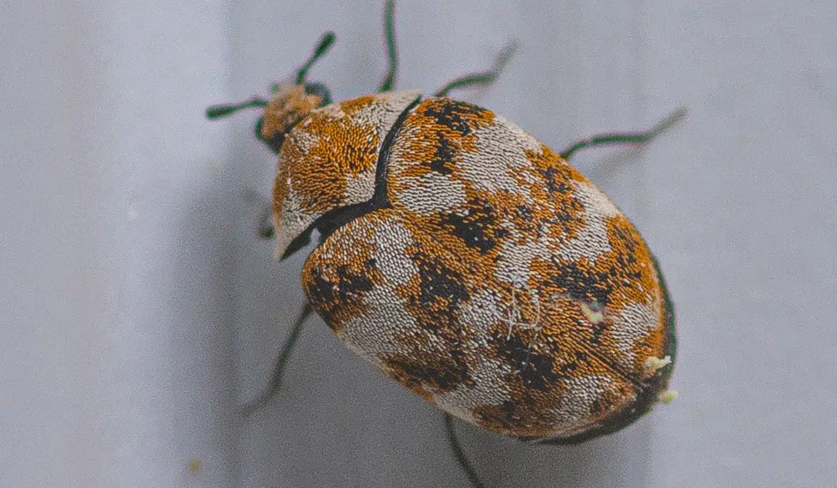 How To Get Carpet Beetles Out in Phoenix | Green Home Pest