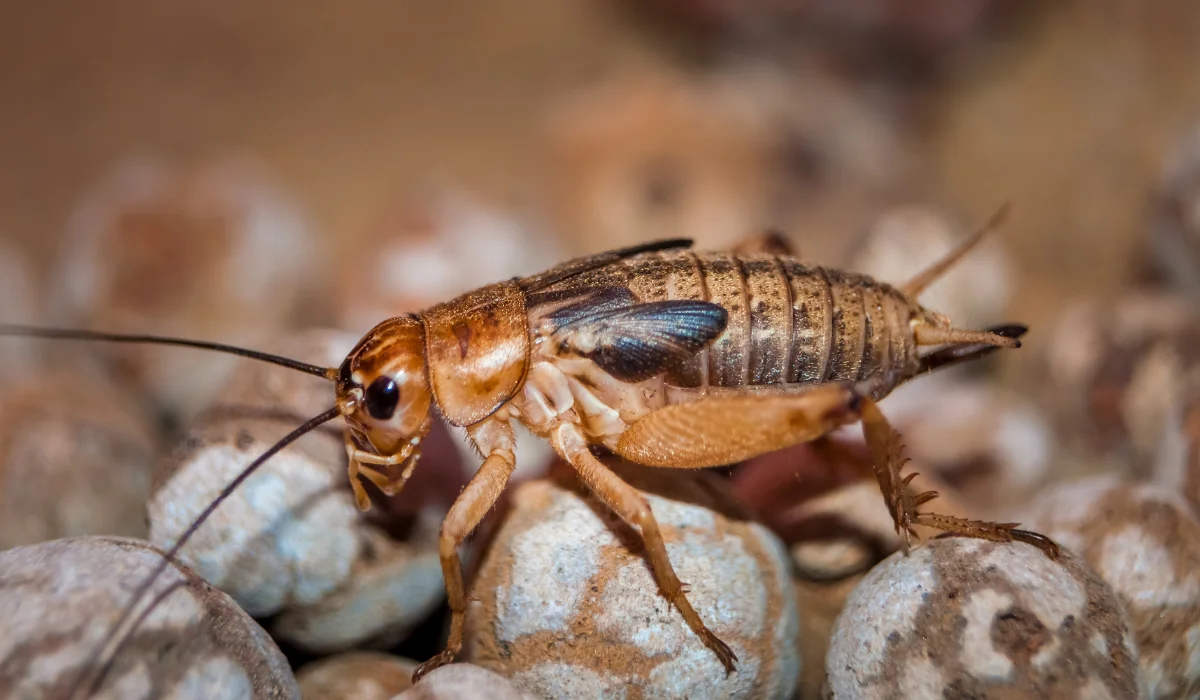 6 Effective Tips for Getting Rid of Crickets in Arizona | Green Home ...