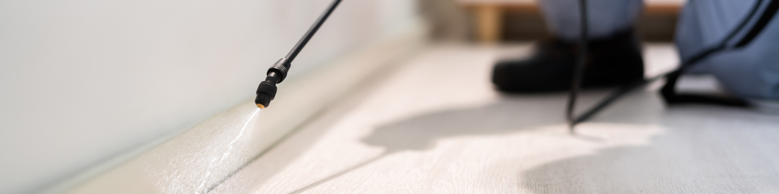 DIY Vs. Professional Pest Control In Phoenix - Green Home Pest Control