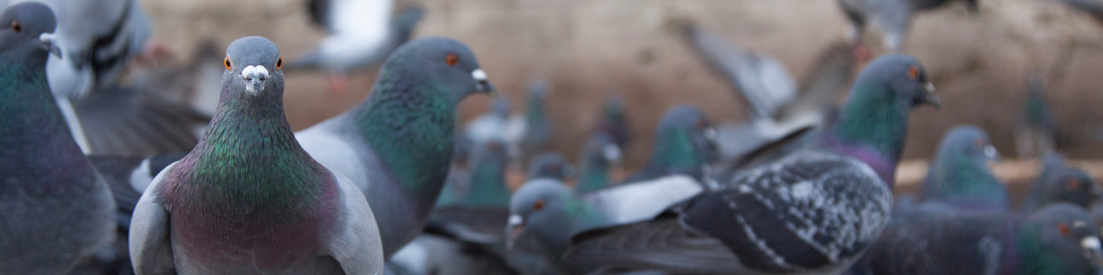 Pigeons Destroy Your Phoenix Commercial Space | Green Home