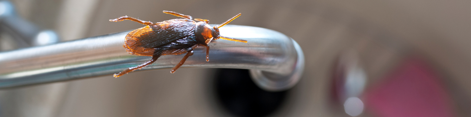 5 Signs of a Cockroach Problem in Chandler | Green Home Pest