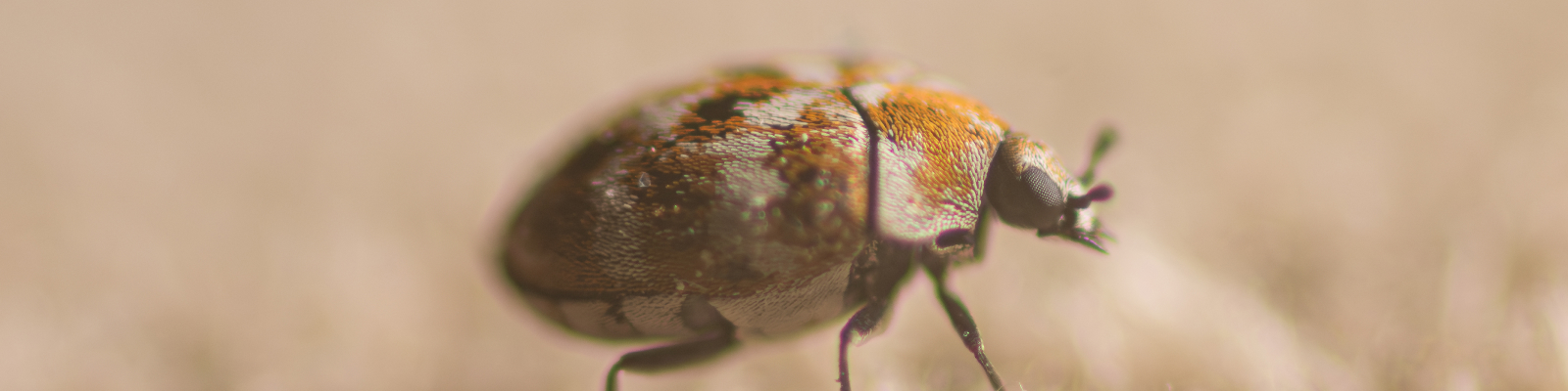 How Carpet Beetles Get In Phoenix Homes | Green Home Pest