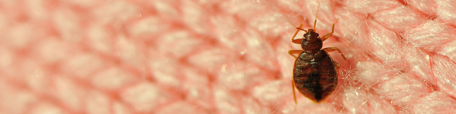 How Hard are Bed Bugs to Get Rid of? | Green Home Pest Control