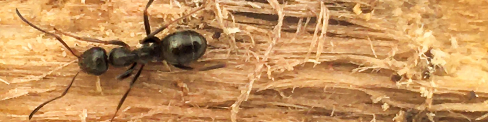 Ants On Your Phoenix Property | Green Home Pest Control