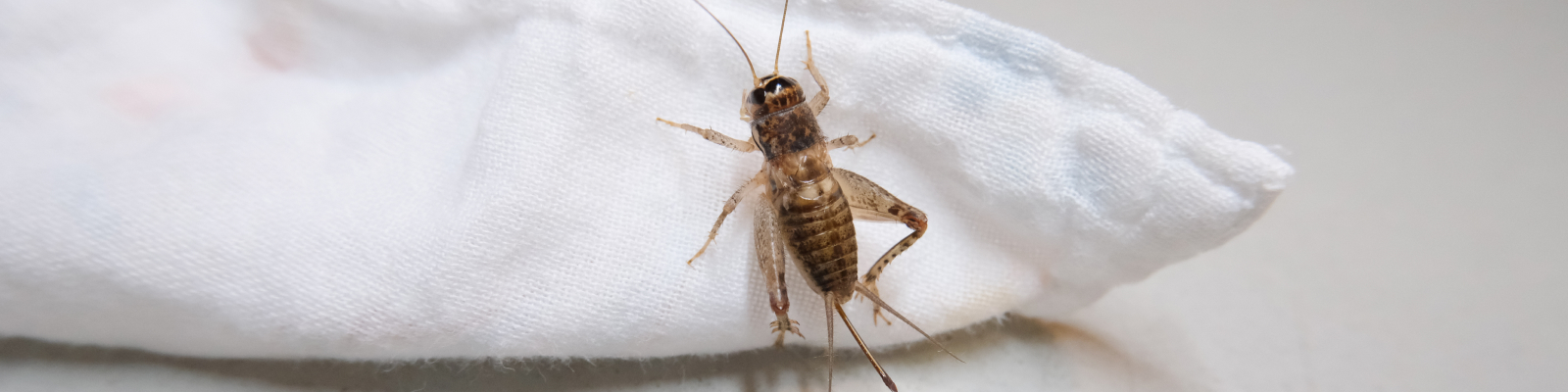 How To Identify Termite Droppings | Green Home Pest Control