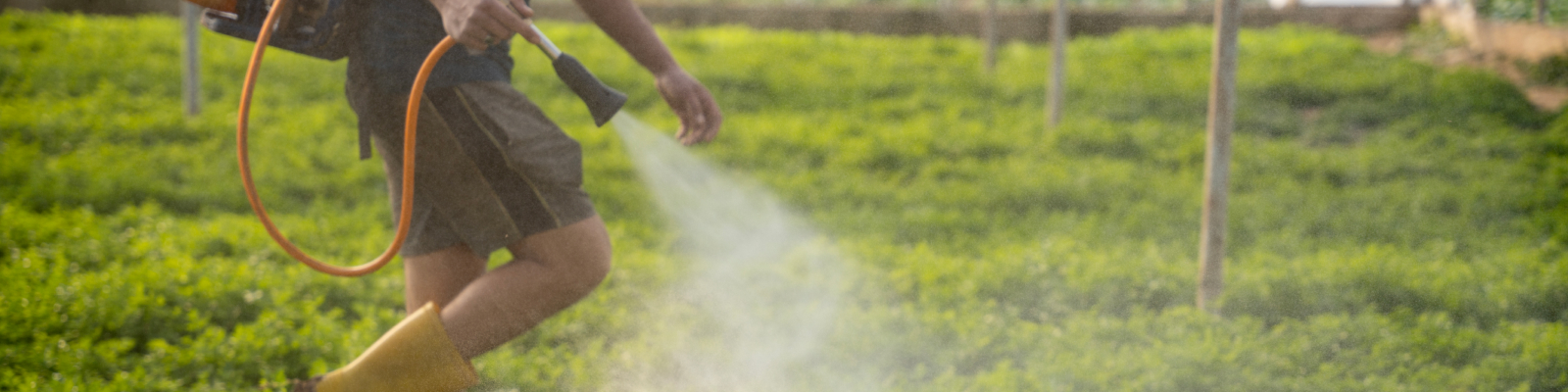 Remove Pests Without Harming the Environment | Green Home