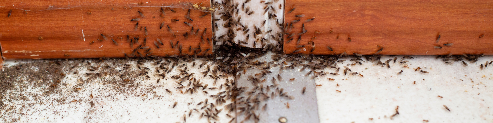 Identify and Prevent Common Pest Infestations | Green Home