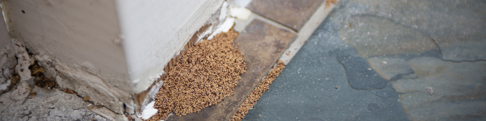 Phoenix Termite Control Made Simple | Green Home Pest Control