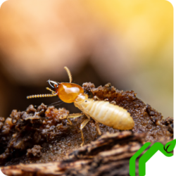 Termite Identification in Arizona | Green Home Pest Control