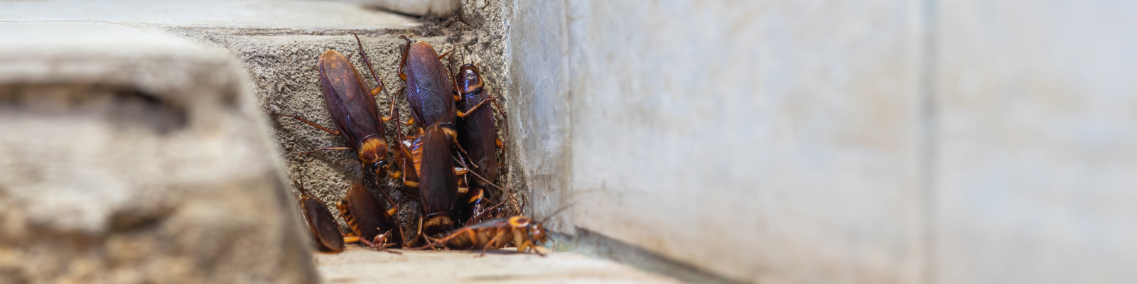 The Dangers Of Cockroaches in Phoenix | Green Home Pest