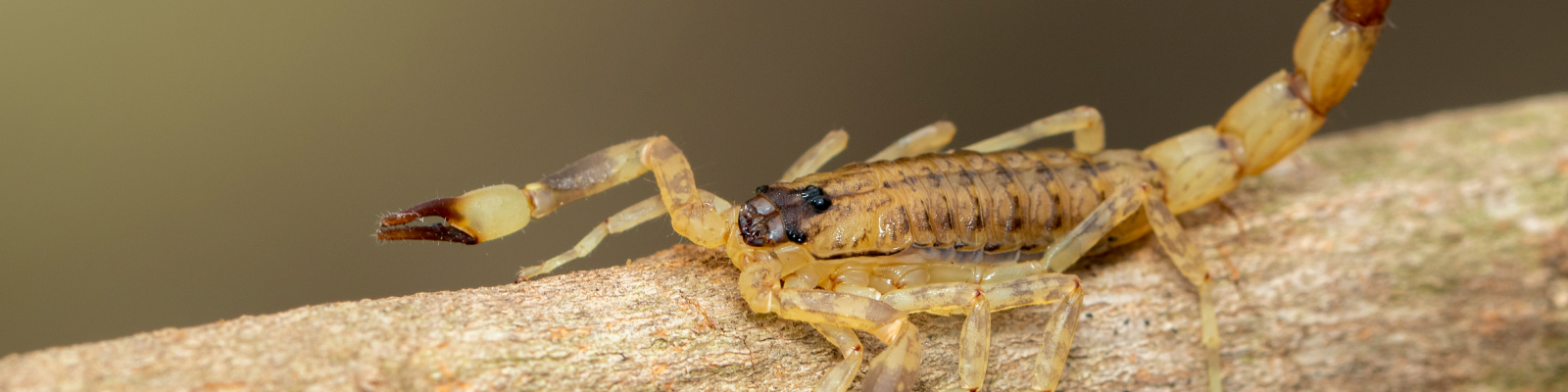 Scorpions In Phoenix: Keep Them Away | Green Home Pest