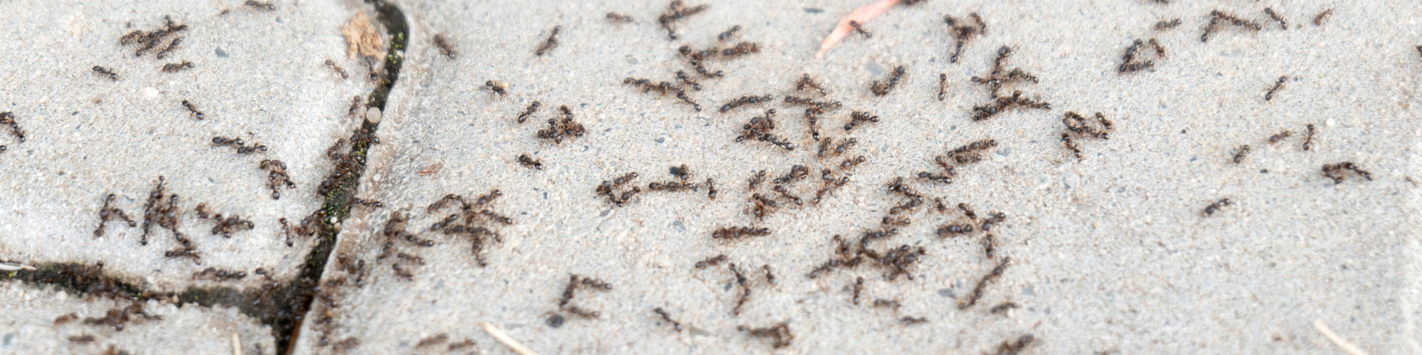 Pavement Ants On Phoenix Driveway? | Green Home Pest Control