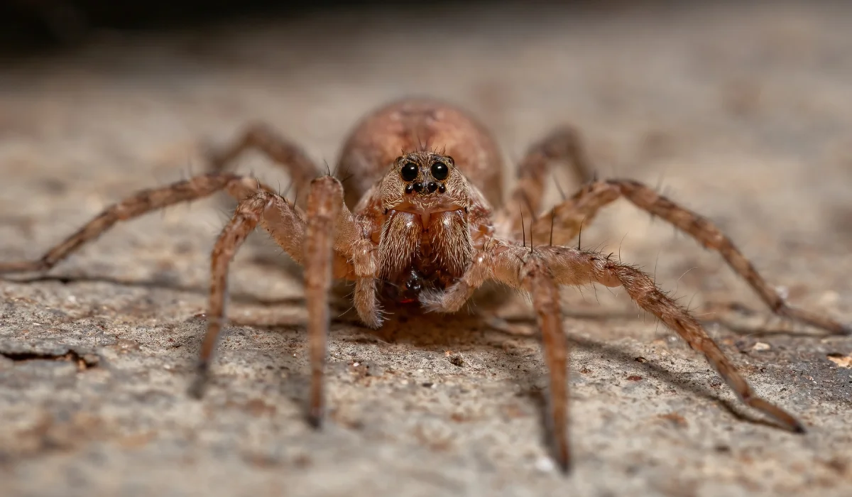 Wolf Spiders in Arizona: Identification & Prevention | Green Home Pest ...