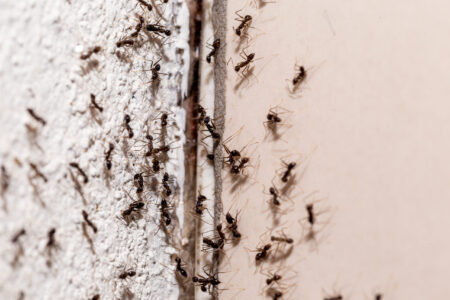 Identify and Prevent Common Pest Infestations | Green Home