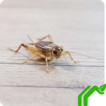 Cricket Identification in Arizona | Green Home Pest Control
