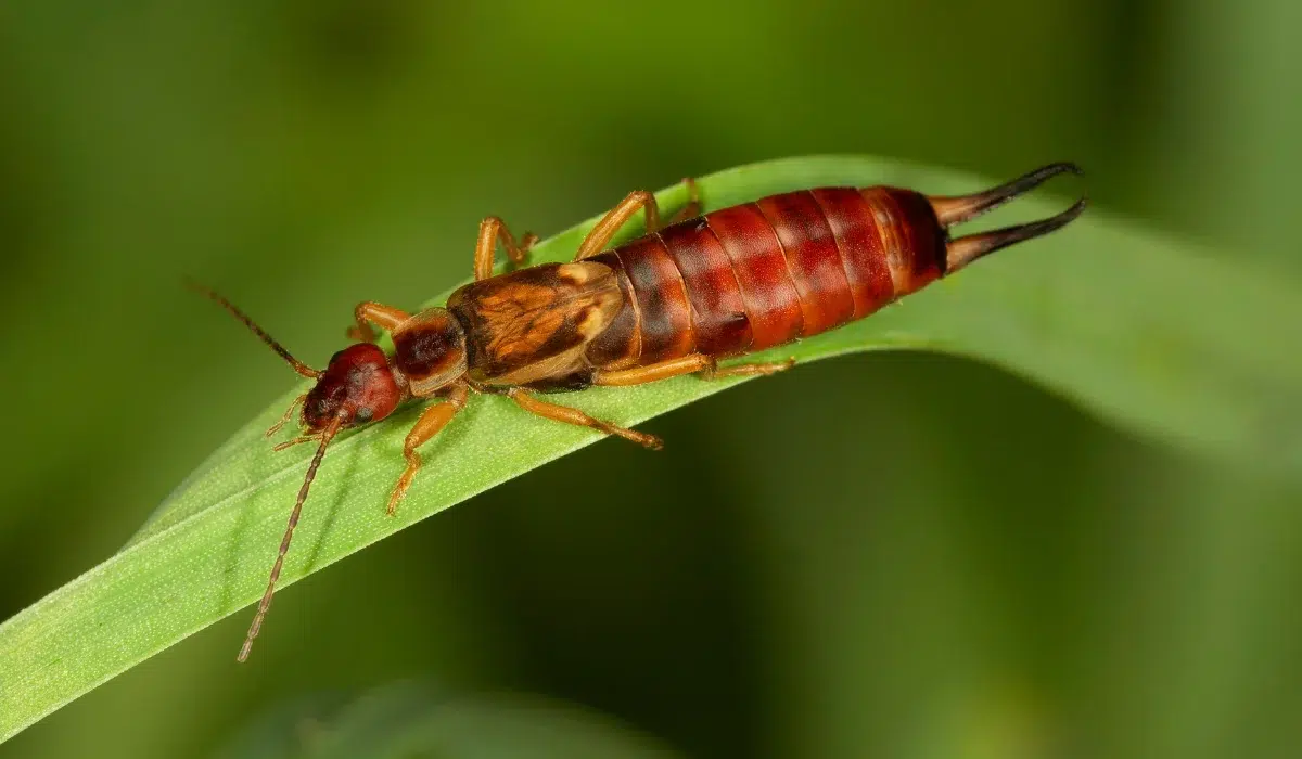 Earwig Control in Arizona: Identify & Stop Infestations
