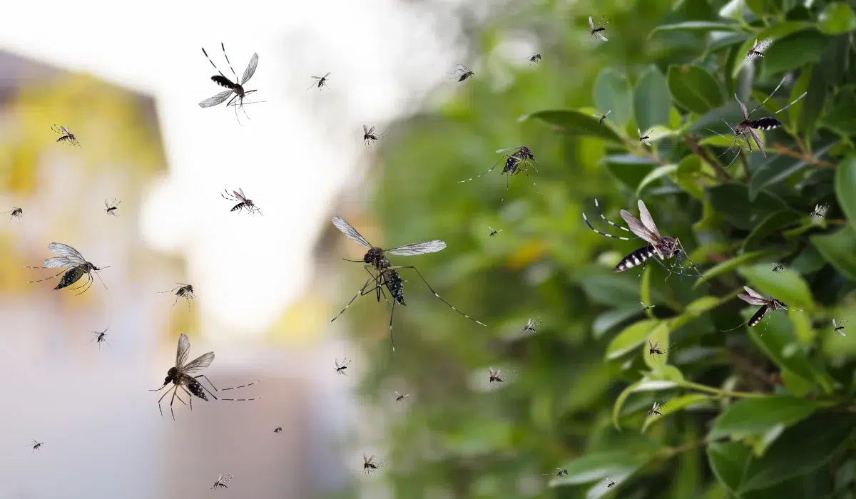 When Do Mosquitoes Go Away in Arizona? | Green Home Pest Control