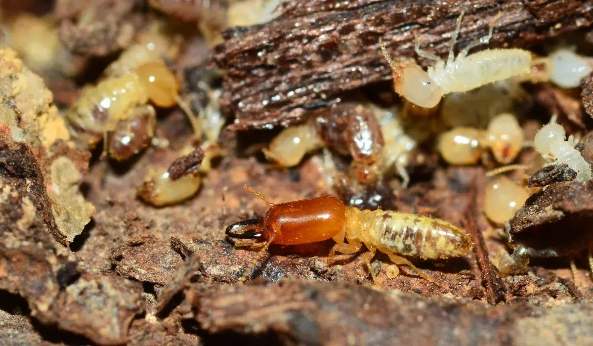 Eco-Friendly Solutions For Termites | Green Home Pest Control